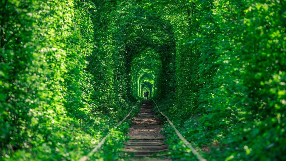 Beautiful Tree Tunnels